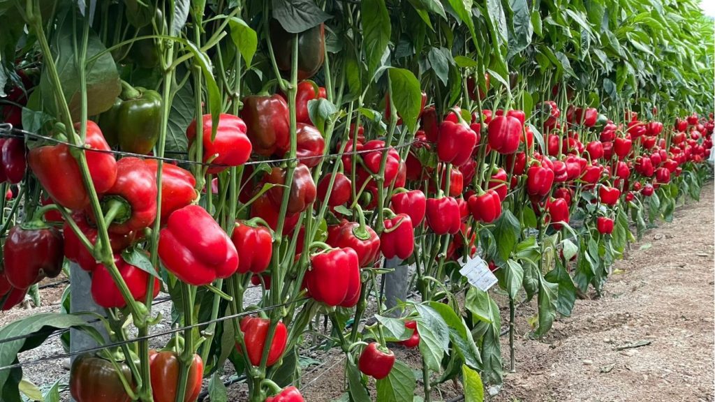 From Seedling to Sensation: The Expert Guide to Growing Supreme Sweet ...