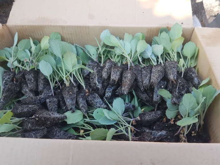 Magesty Cabbage Seedlings Farming Guide in Zimbabwe — Premium Hybrid ...