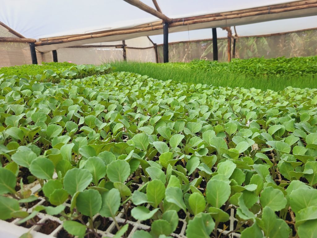 Captino Covo Seedlings: The High-Yield, Drought-Tolerant African Kale ...