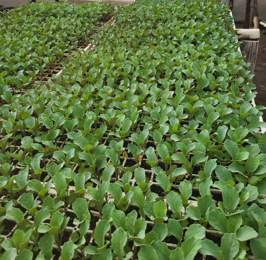 Captino Covo Seedlings - Carol's Seedlings