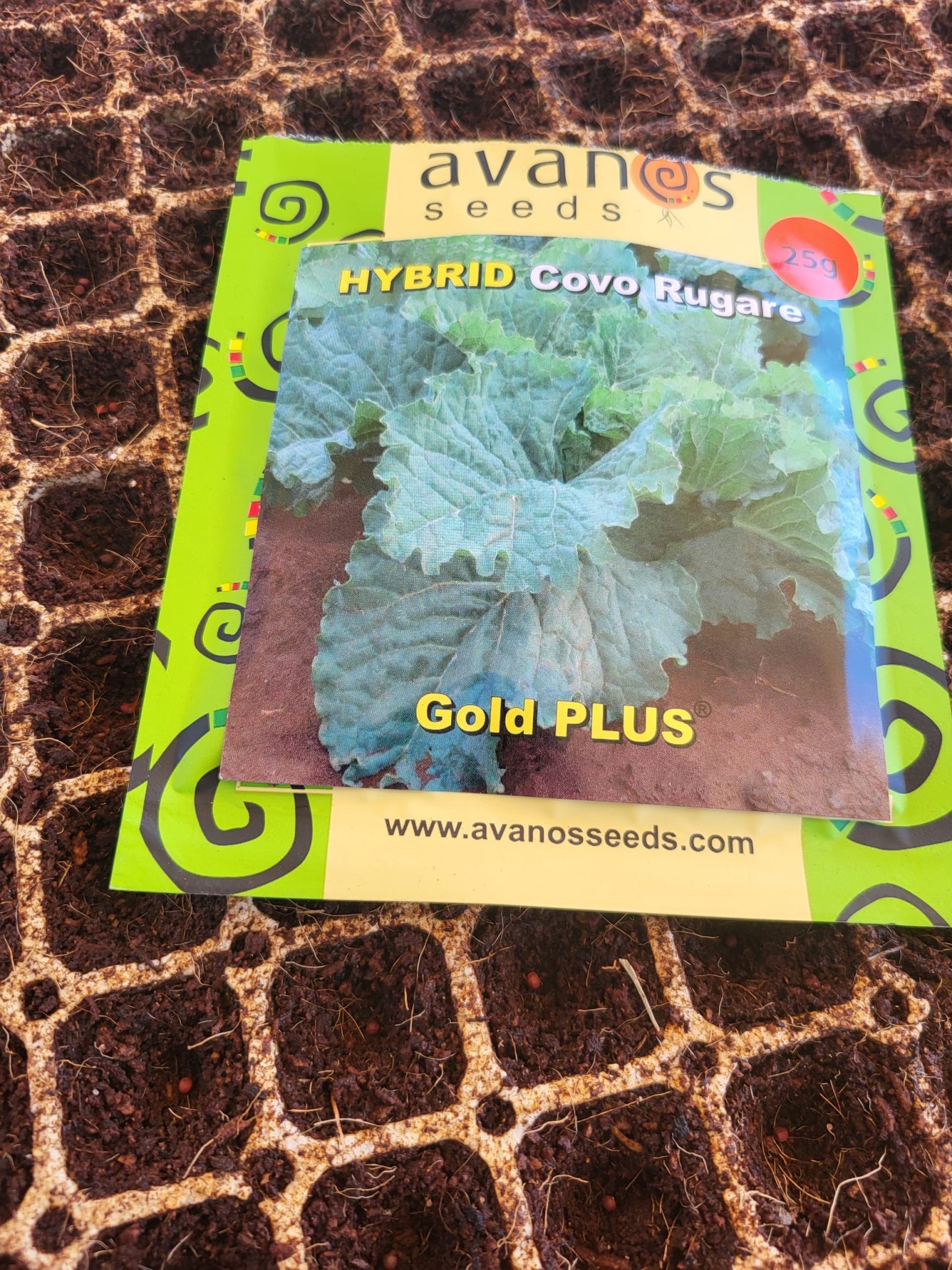 Gold Plus Covo Seedlings: The High-Yield African Kale for Zimbabwean ...