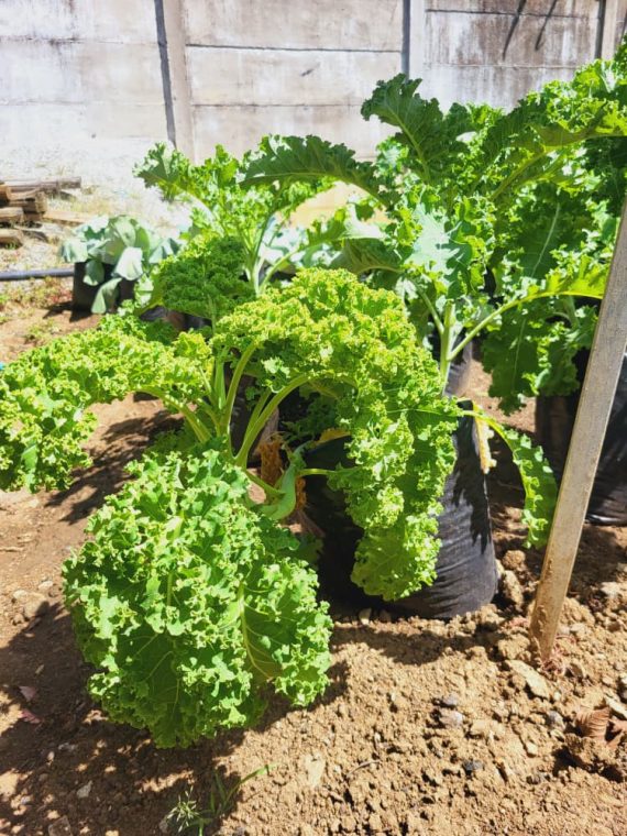 Verdura Curly Kale Seedlings: Premium Choice for Nutritious and High ...